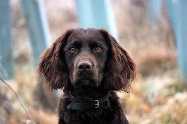 Jagdhunderassen: Die 10 beliebtesten Hunderassen für Jäger